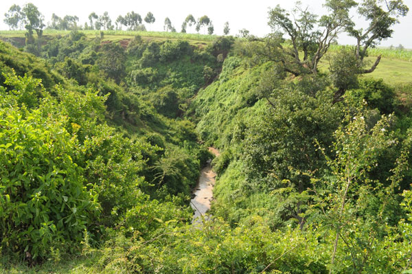 Những khu rừng nhiệt đới vô cùng hấp dẫn