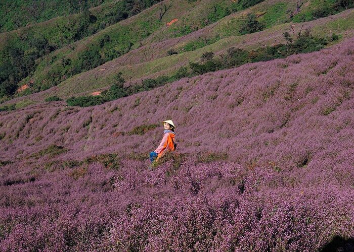Săn mùa hoa Chi Pâu Tà Chì Nhù trên đỉnh núi cao 2.979 m
